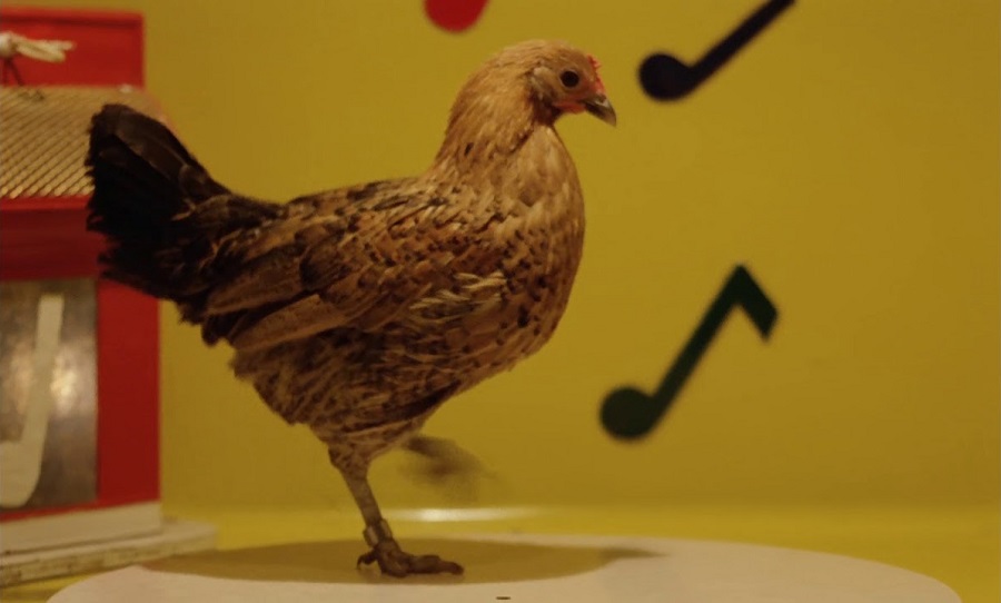 dancing chicken!!!!!! | RAREMEAT BLOG
